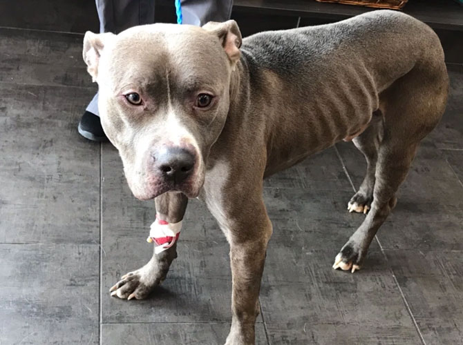 Female Suspect Charged After Emaciated Pit Bull Found in Trash Bag Near ...